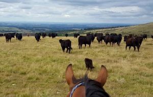 Dartmoor Day Rides | 1 Day Horse Riding Experiences on Dartmoor