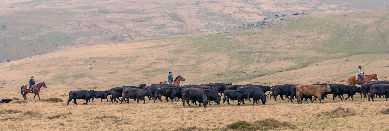 cattle-drives - Dartmoor Riding Holidays